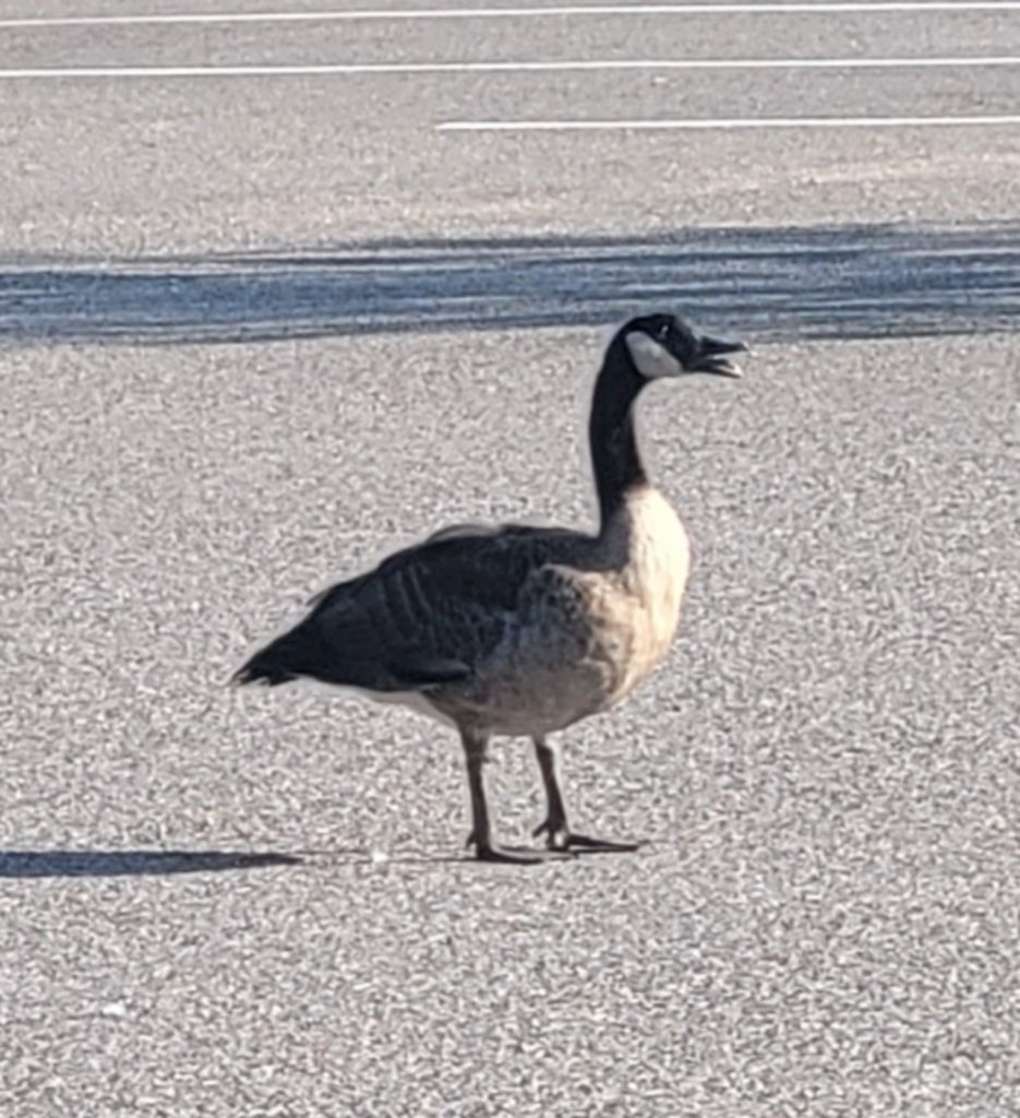 Canada Goose from Birmingham on July 26, 2023 at 08:03 AM by ...
