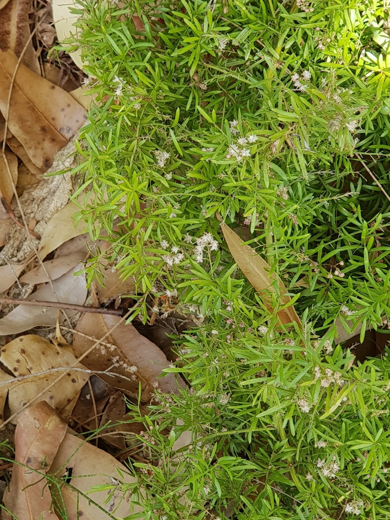 African Asparagus in January 2019 by QuestaGame. Sighting and photos (c ...