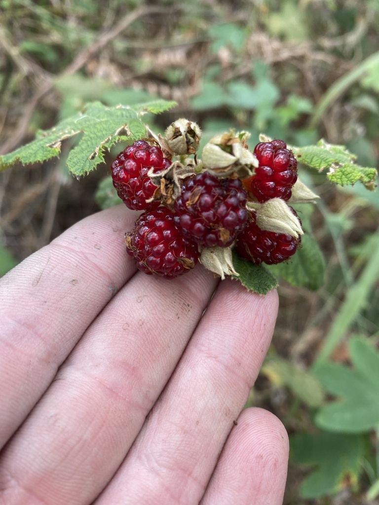 Molucca Bramble from Slacks Creek, QLD, AU on July 27, 2023 at 10:25 AM ...