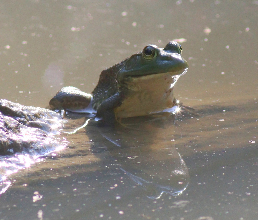 American Bullfrog from Chikusa Ward, Nagoya, Aichi, Japan on July 27 ...