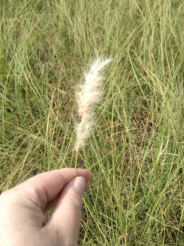silver bluestem in July 2023 by Mary Hogan · iNaturalist