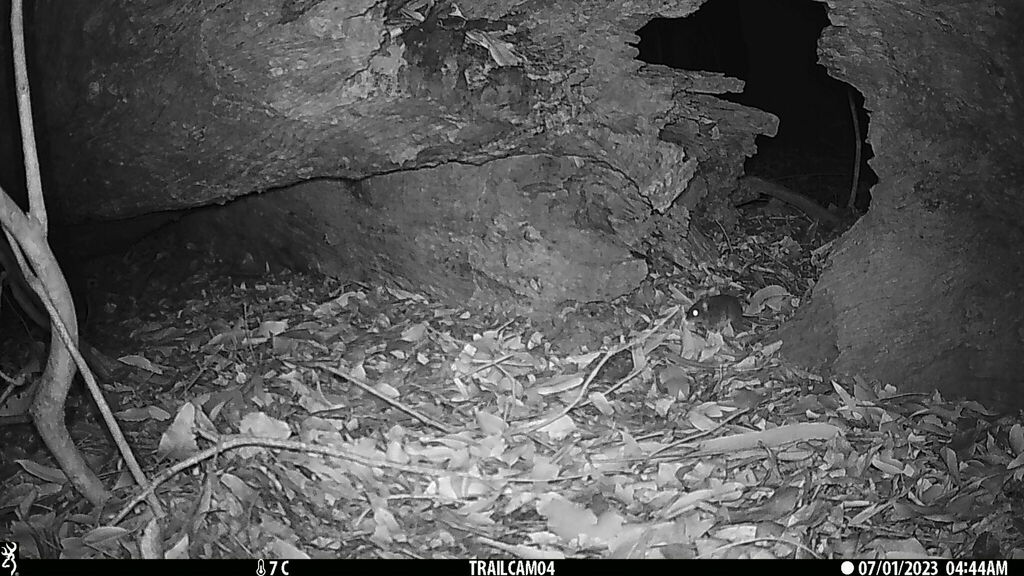 Australian Bush Rat from Cootharaba QLD 4565, Australia on July 1, 2023 ...