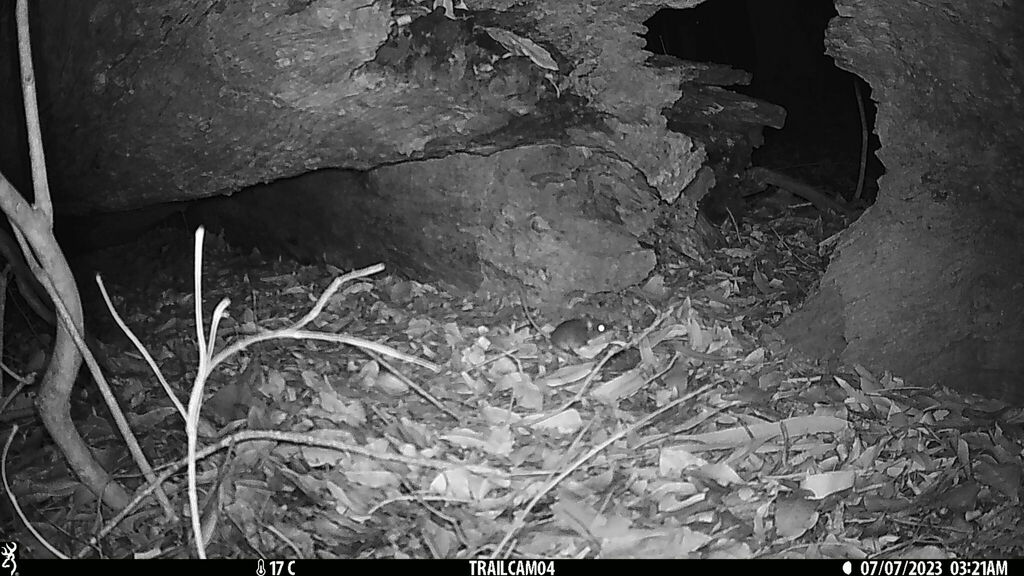 Australian Bush Rat from Cootharaba QLD 4565, Australia on July 7, 2023 ...
