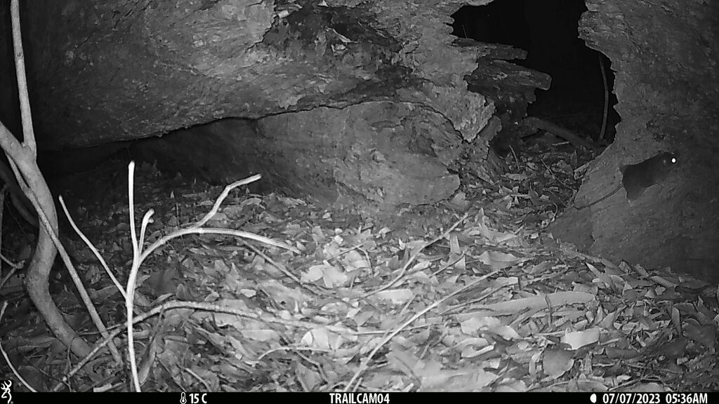 Australian Bush Rat from Cootharaba QLD 4565, Australia on July 7, 2023 ...
