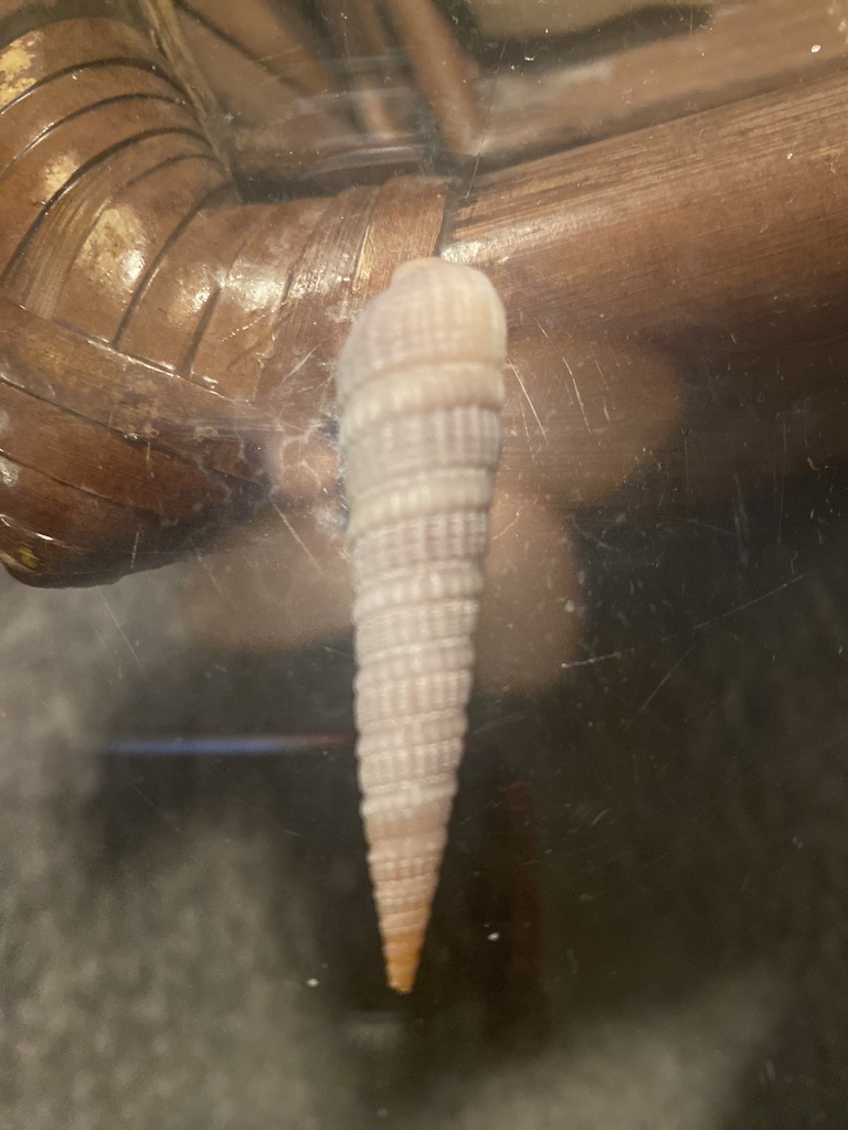 Eastern Auger from Shell Island, Port Saint Joe, FL, US on July 26 ...