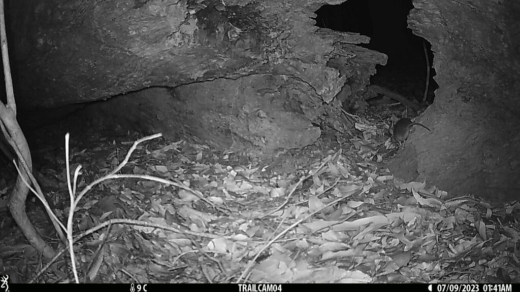 Australian Bush Rat from Cootharaba QLD 4565, Australia on July 9, 2023 ...