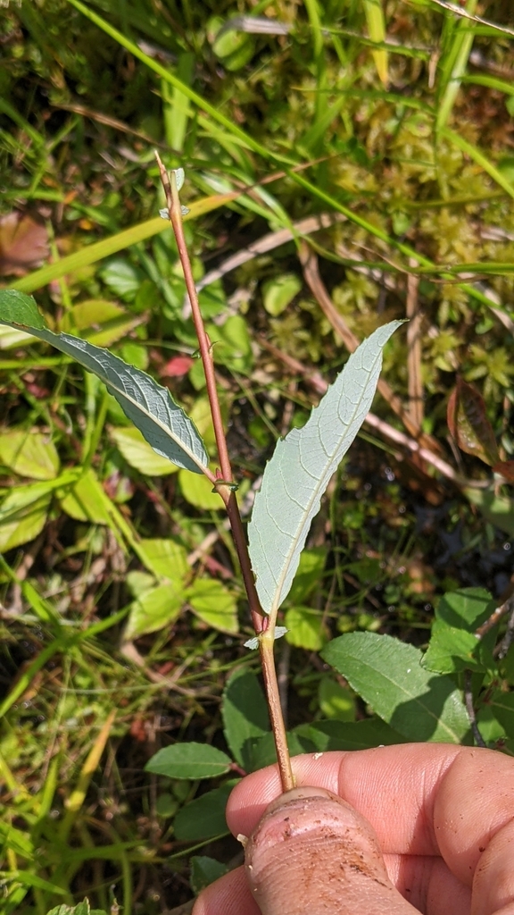 Rusty Willow in July 2023 by Claire Ciafré · iNaturalist