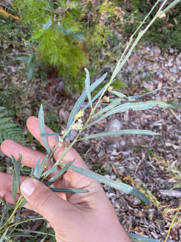 Sweet Wattle from Bribie Island National Park and Recreation Area ...