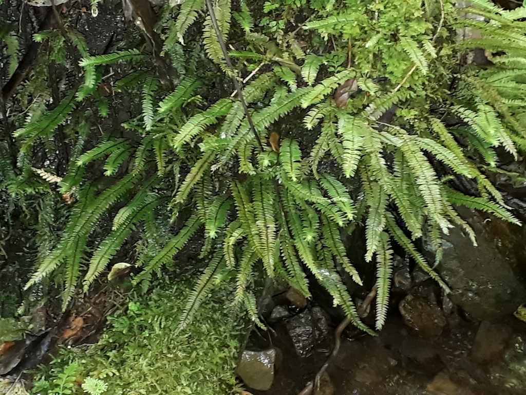 quill moss from Upper Hutt, NZ-WG, NZ on January 20, 2019 at 04:12 PM ...