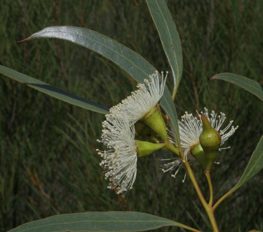 Ridge-fruited mallee from Munglinup WA 6450, Australia on April 17 ...
