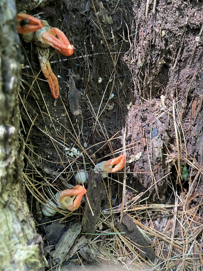 stinky squid from South St, Franklin, MA, US on July 26, 2023 at 01:27 ...