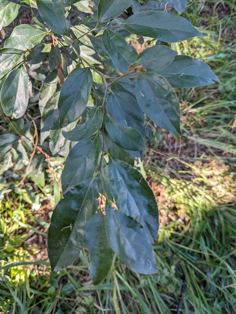 Cryptocarya on July 27, 2023 at 11:15 AM by callumadams · iNaturalist