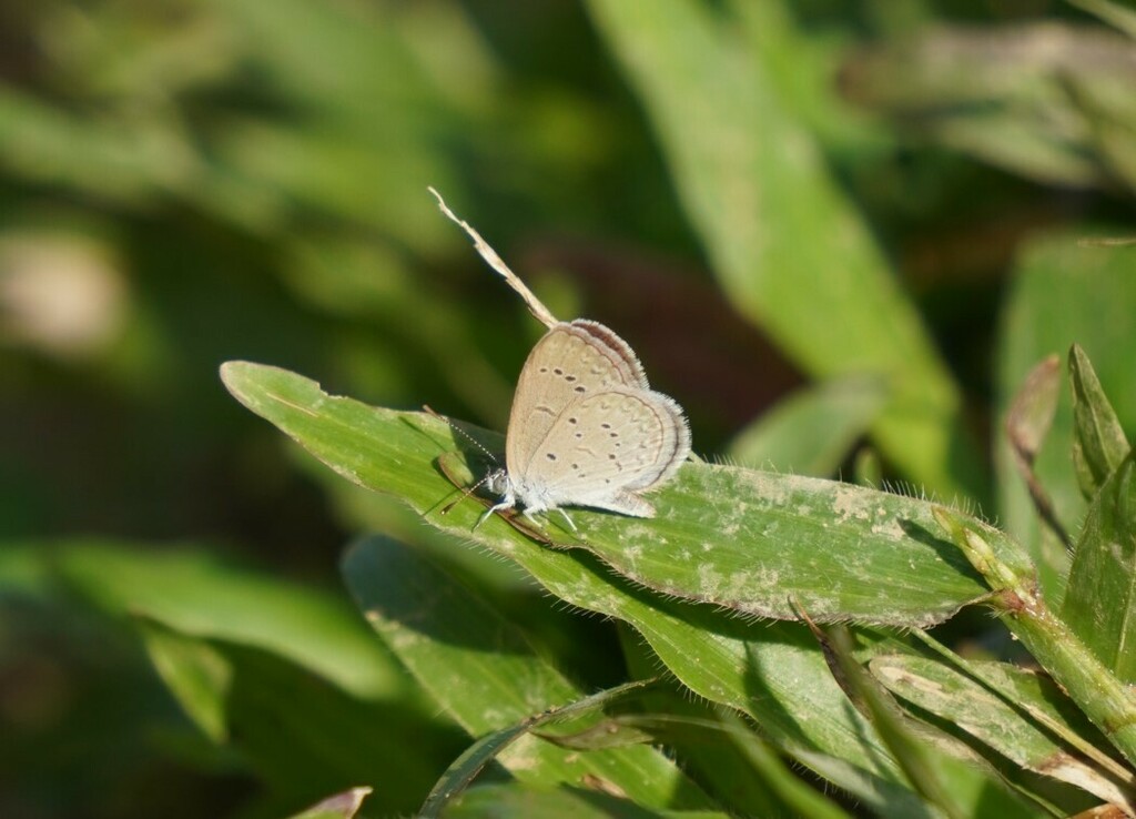 Lesser Grass Blue from Aceh Tamiang Regency, Aceh, Indonesia on July 20 ...