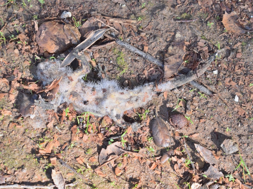 Pacific Newts from Lexington Reservoir County Park, CA, USA on January ...