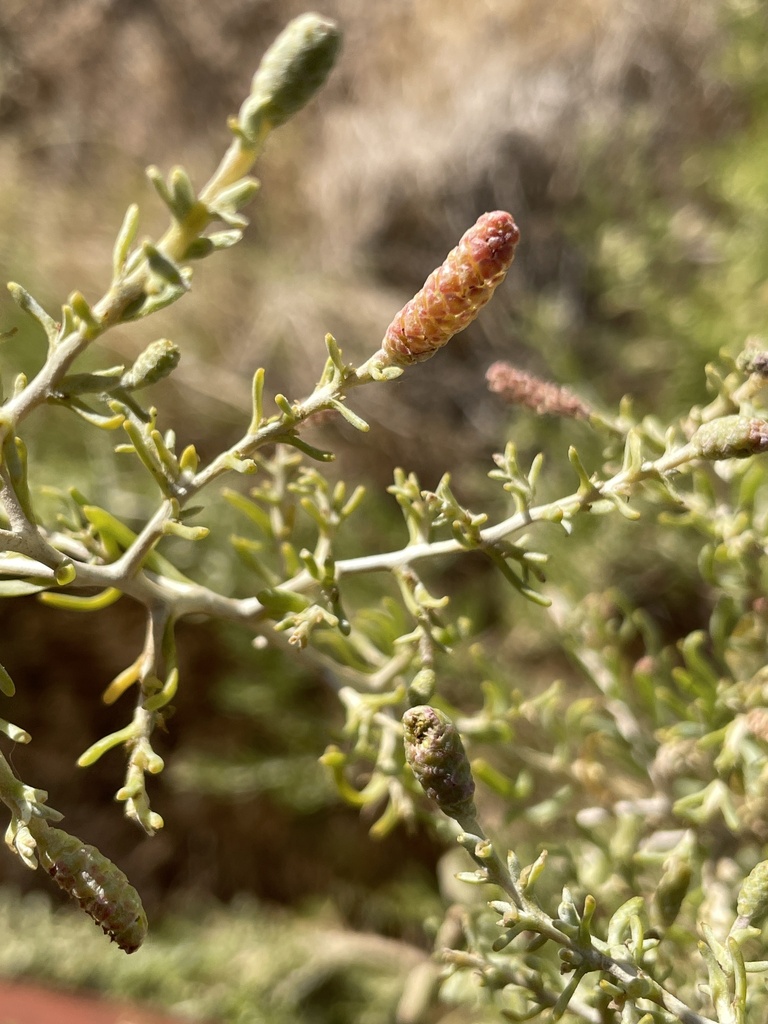 Greasewood from Grand County, UT, USA on July 26, 2023 at 06:32 PM by ...