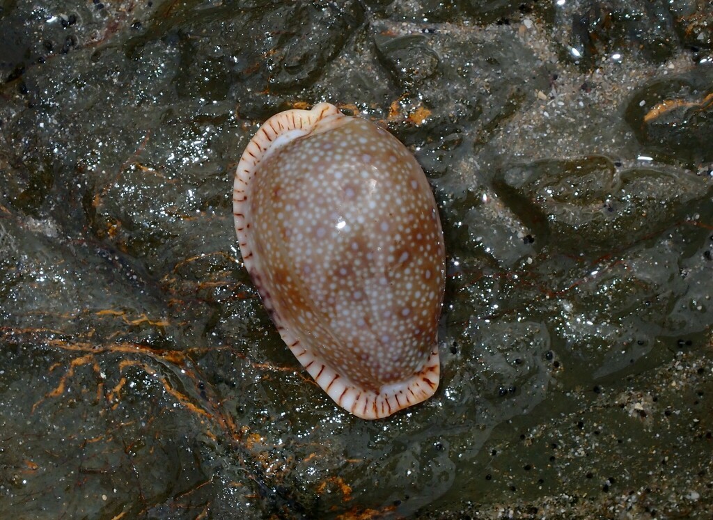 Eroded Cowry from Cabins Beach, NSW, Australia on July 27, 2023 at 08: ...