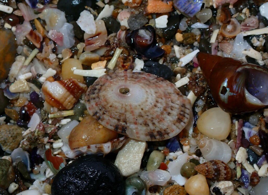 Diodora lineata from Cabins Beach NSW 2456, Australia on July 27, 2023 ...