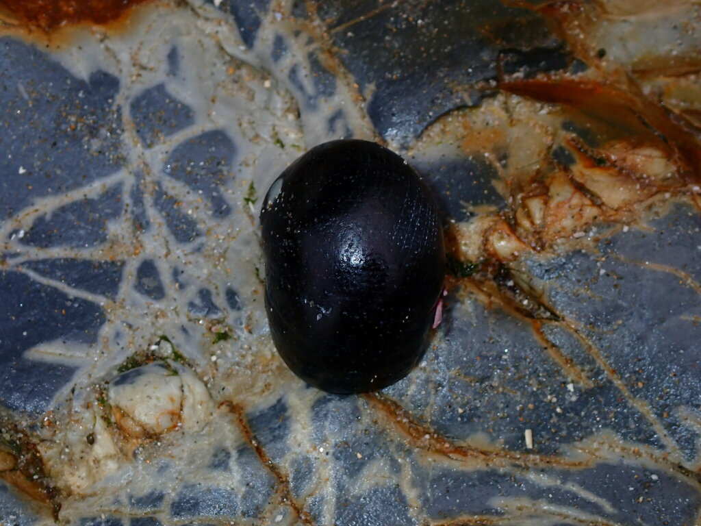 Black nerite from Cabins Beach NSW 2456, Australia on July 27, 2023 at ...