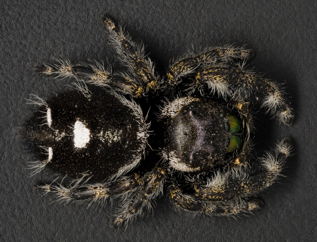 Bold Jumping Spider from Pawnee County, OK, USA on July 26, 2023 at 08: ...