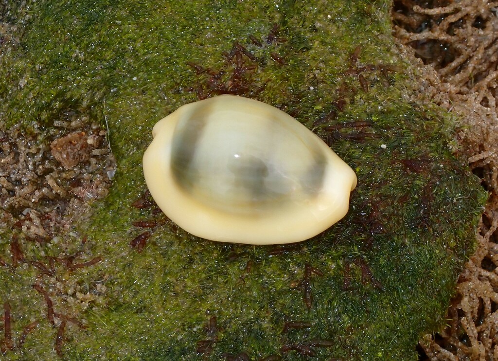 Money Cowry from Arrawarra Headland, NSW, Australia on July 27, 2023 at ...
