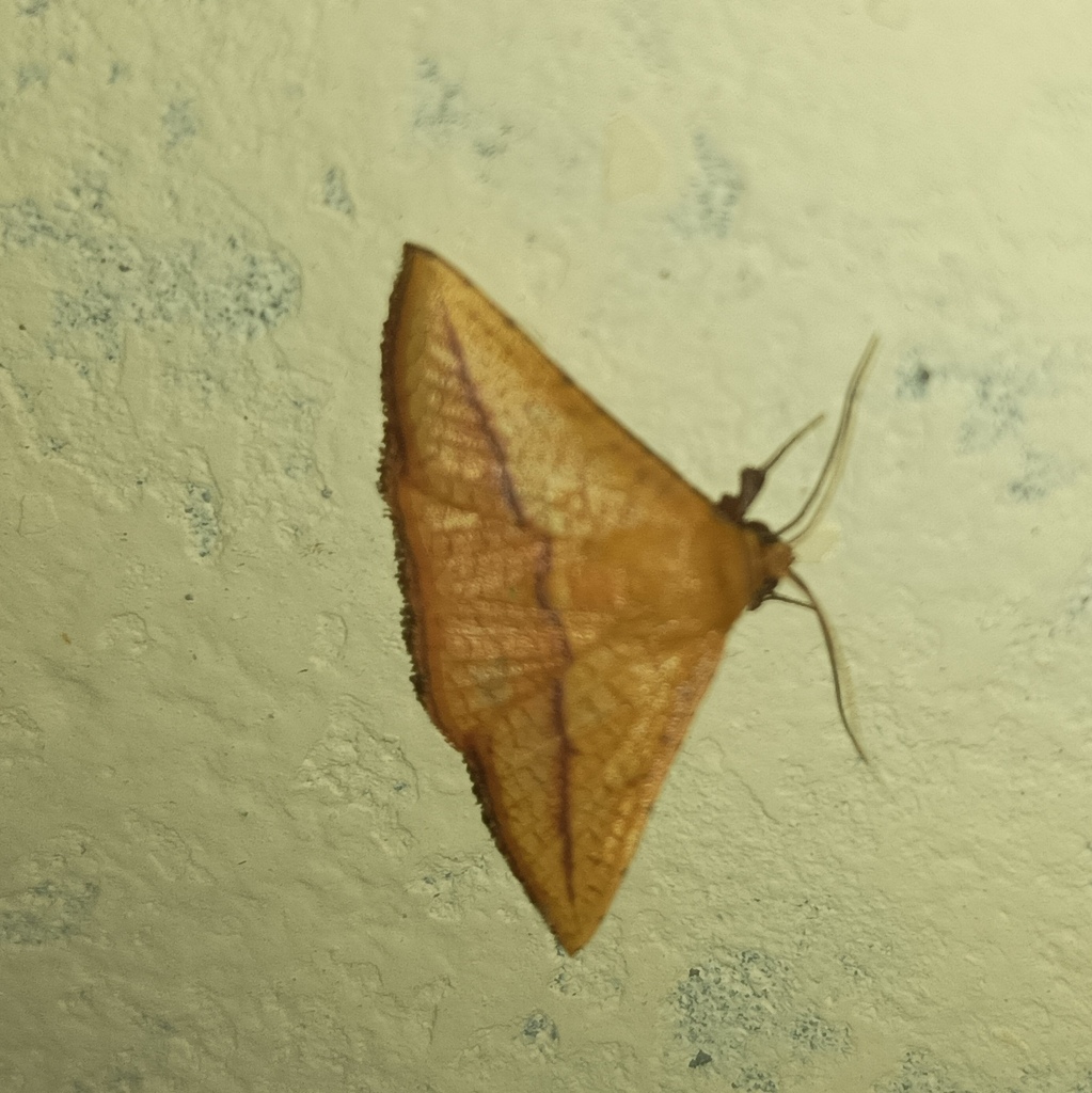 Striglina scitaria from Ezhimala, Payyannur on July 26, 2023 at 11:38 ...