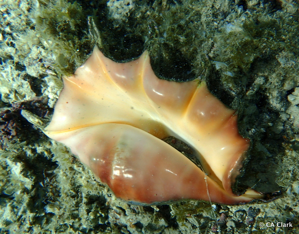 Giant Spider Conch from Mo'orea, French Polynesia on July 7, 2023 at 10 ...