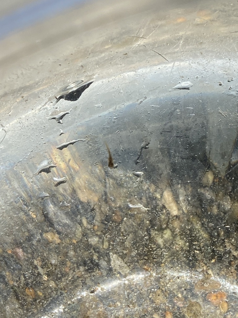 Ray-finned Fishes in July 2023 by bassteeth · iNaturalist