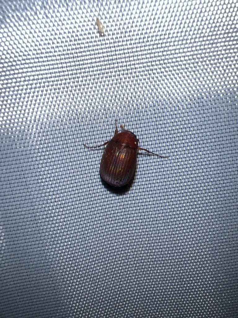 Asiatic Garden Beetle in July 2023 by Brady O'Brien · iNaturalist