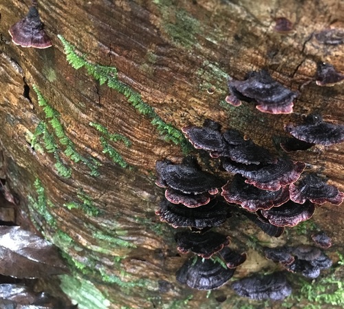 Cyclomyces setiporus · iNaturalist