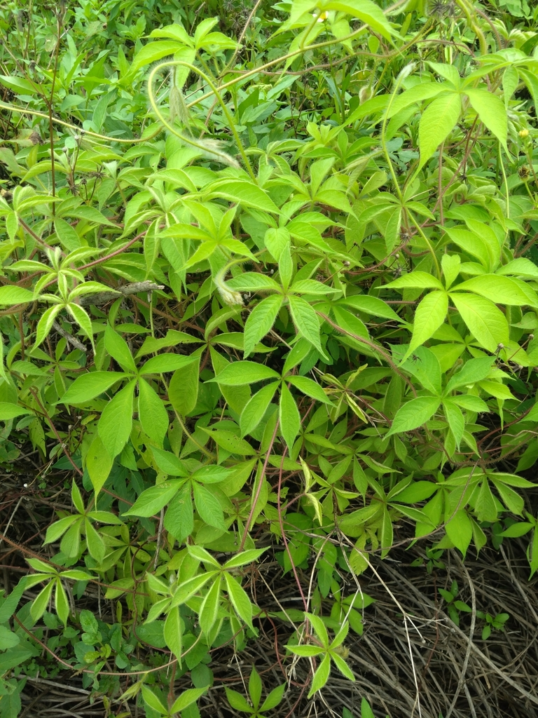 Egyptian woodrose from 638台灣雲林縣麥豐村 on July 27, 2023 at 11:32 AM by ...