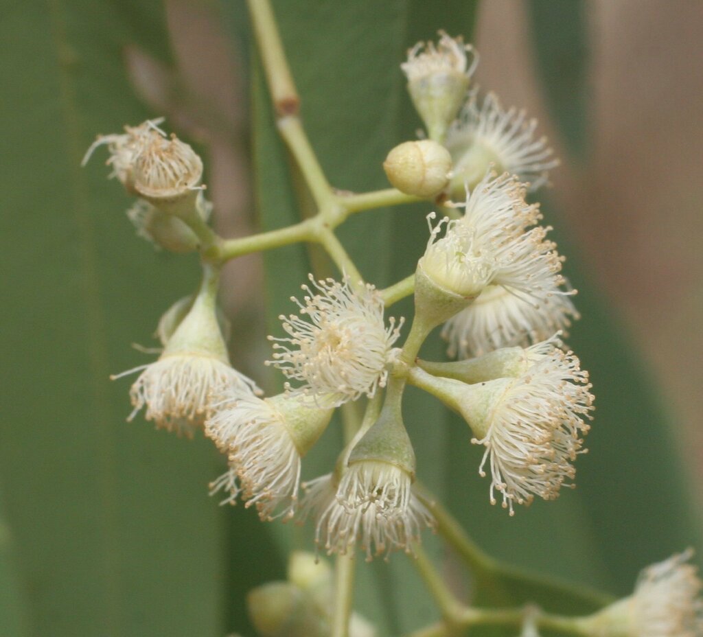 Coolibah (Eucalyptus microtheca) - Botanical Realm