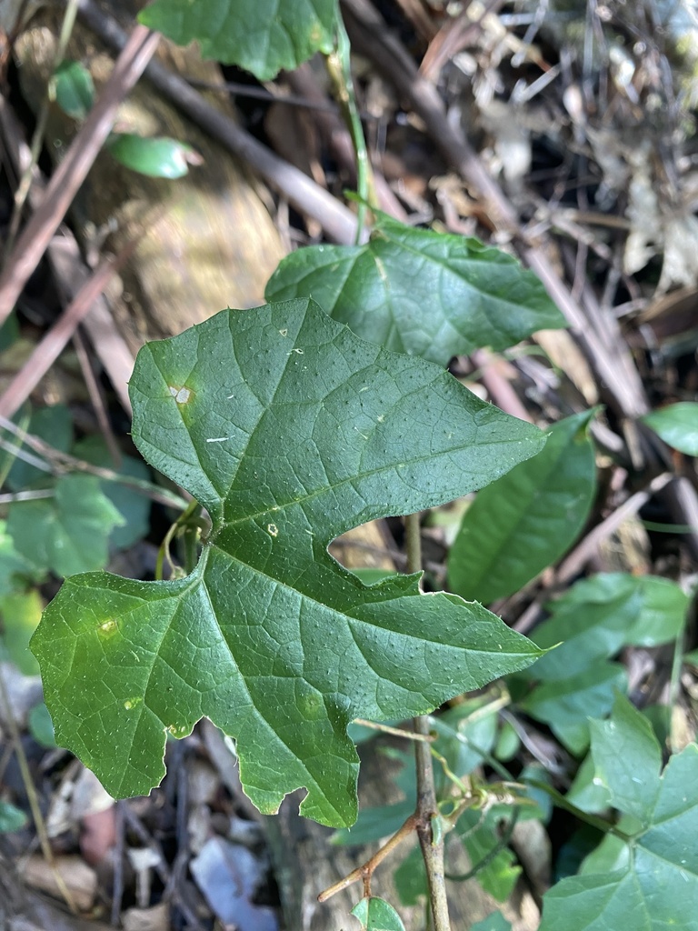 Native Bryony in July 2023 by dattard · iNaturalist