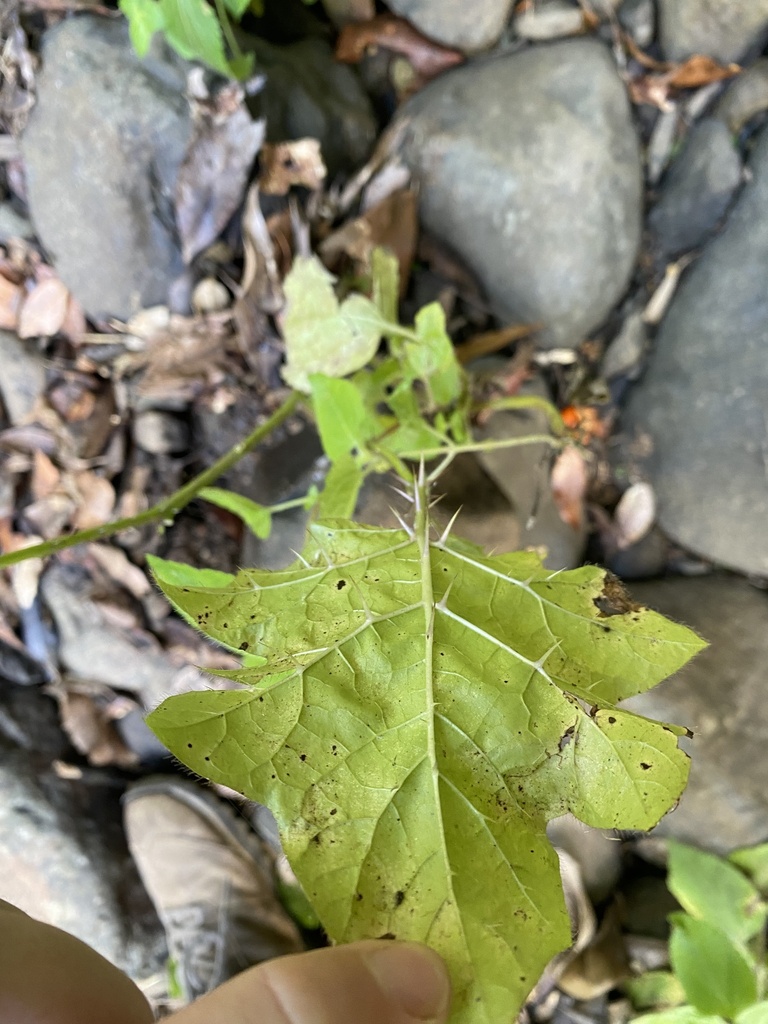 Cockroach Berry in July 2023 by dattard · iNaturalist