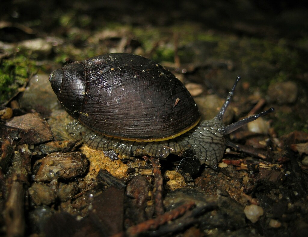 Plekocheilus castaneus in April 2023 by Juan Carlos Mejia · iNaturalist