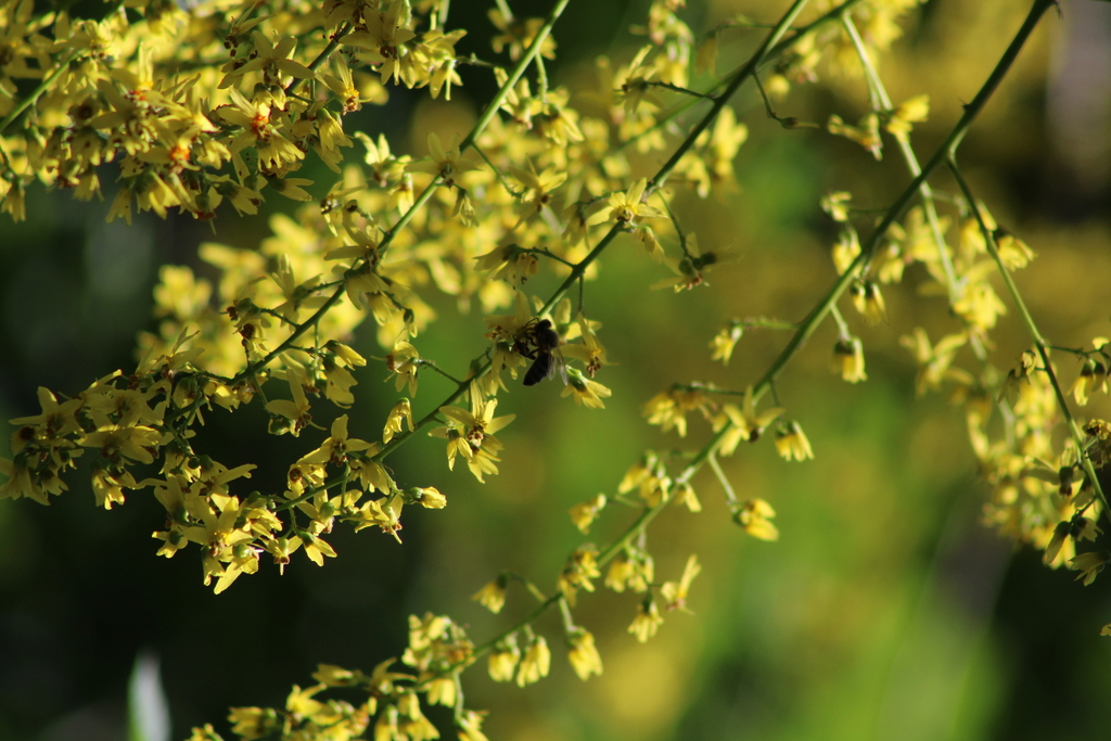 flowering plants from Southern Aegean, Greece on June 30, 2019 at 03:06 ...