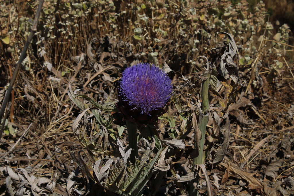Cynara from Southern Aegean, Greece on July 1, 2019 at 08:04 AM by J.R ...