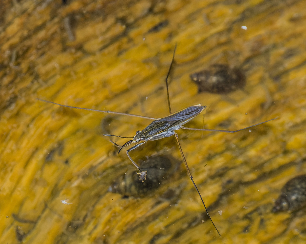 Gerris from Downers Grove, IL, USA on July 23, 2023 at 04:04 PM by ...