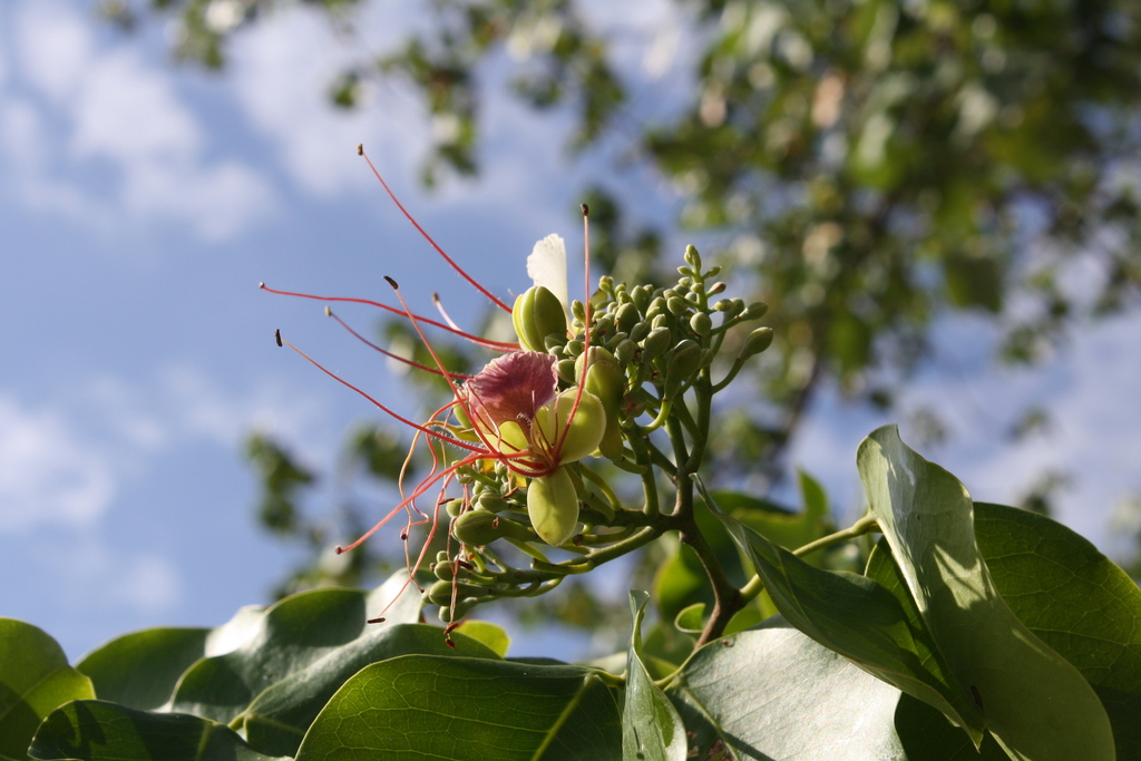 legumes in September 2011 by J.R. Kuethe (Yero) · iNaturalist