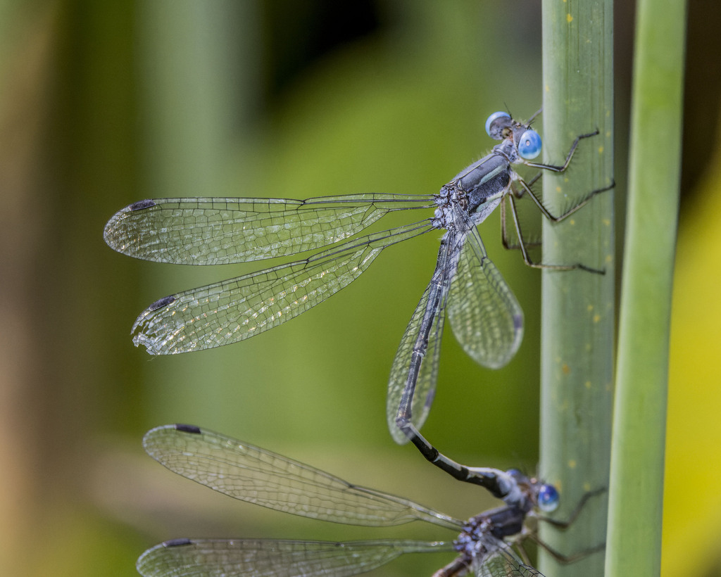 Sweetflag Spreadwing from Downers Grove, IL, USA on July 23, 2023 at 03 ...