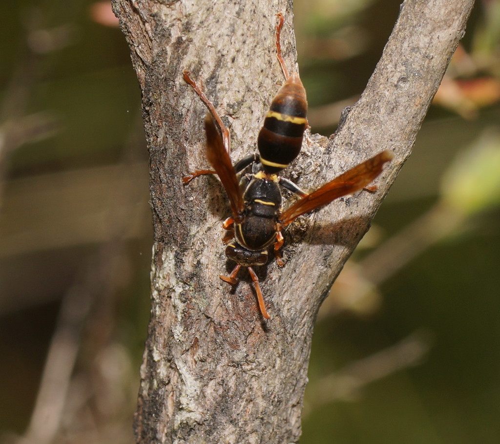 Southern Australian Paper Wasp from Gembrook VIC 3783, Australia on ...