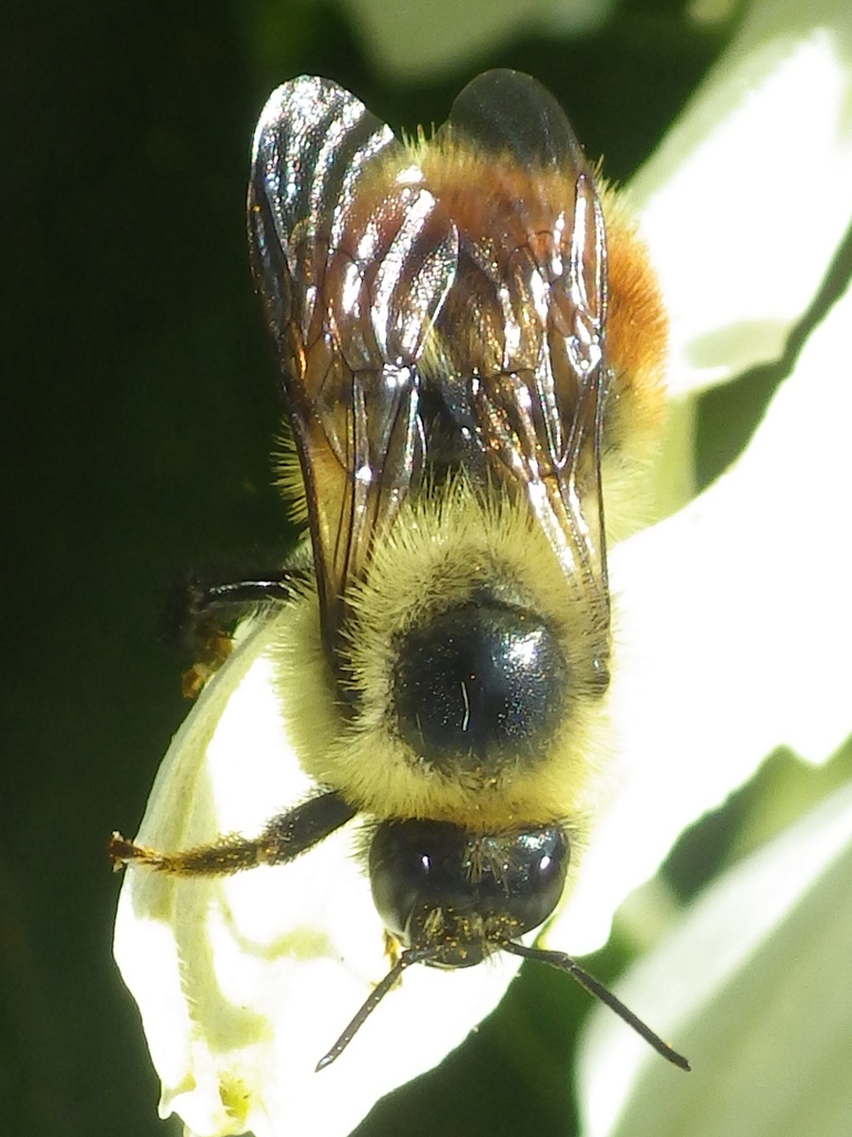 Red-belted Bumble Bee from University District, Spokane, WA, USA on ...