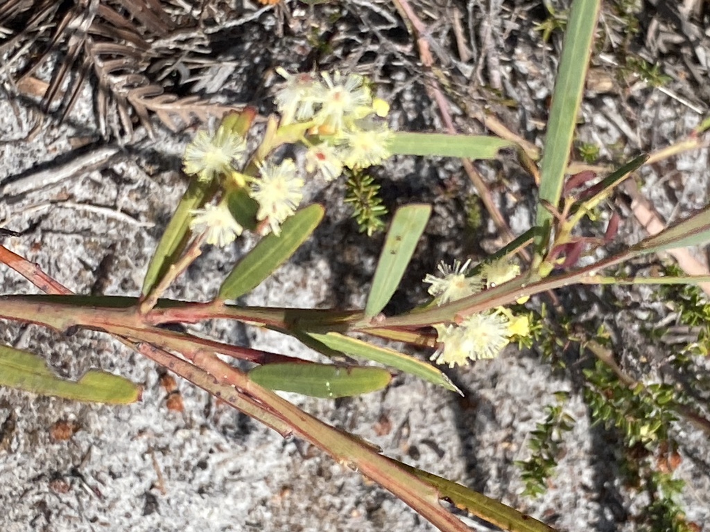 Sweet Wattle from Noosa National Park, Marcus Beach, QLD, AU on July 25 ...