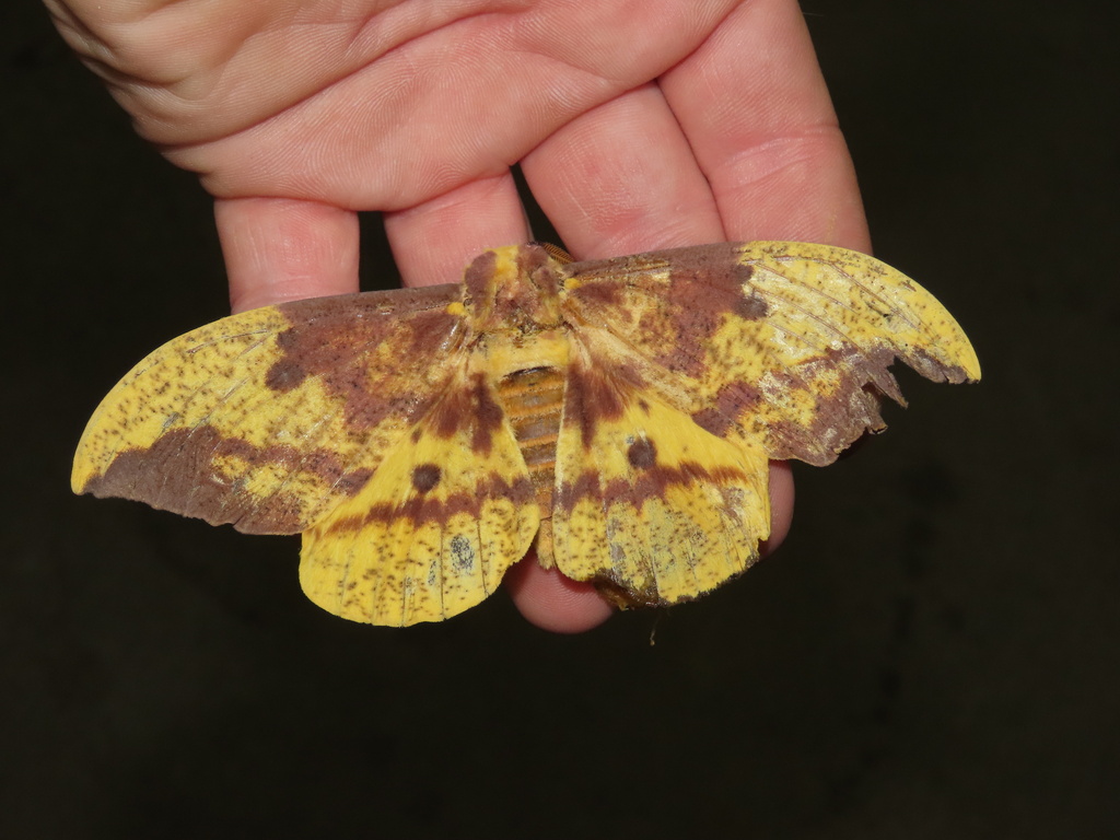 Imperial Moth in July 2023 by Josh Emm · iNaturalist