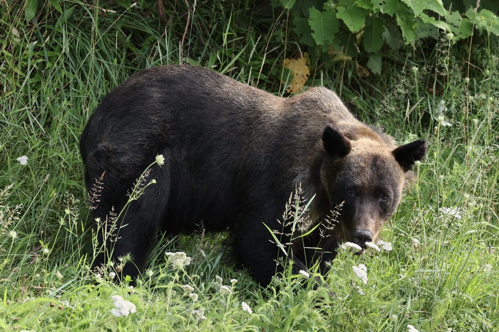 Ussuri Brown Bear in July 2023 by lia_0w0 · iNaturalist