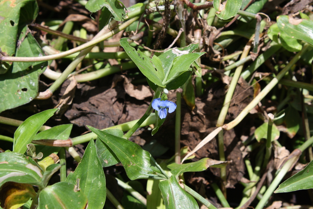 climbing dayflower from Penonomé District, Panama on April 11, 2010 at ...