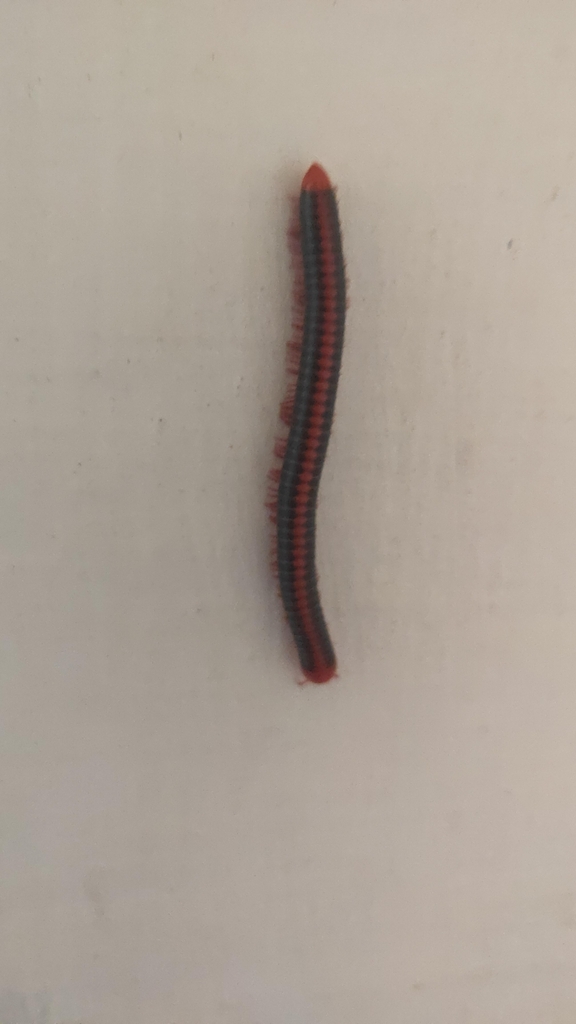 Red Spined Millipede from QUEEN MARYS COLLEGE on July 27, 2023 at 10:01 ...