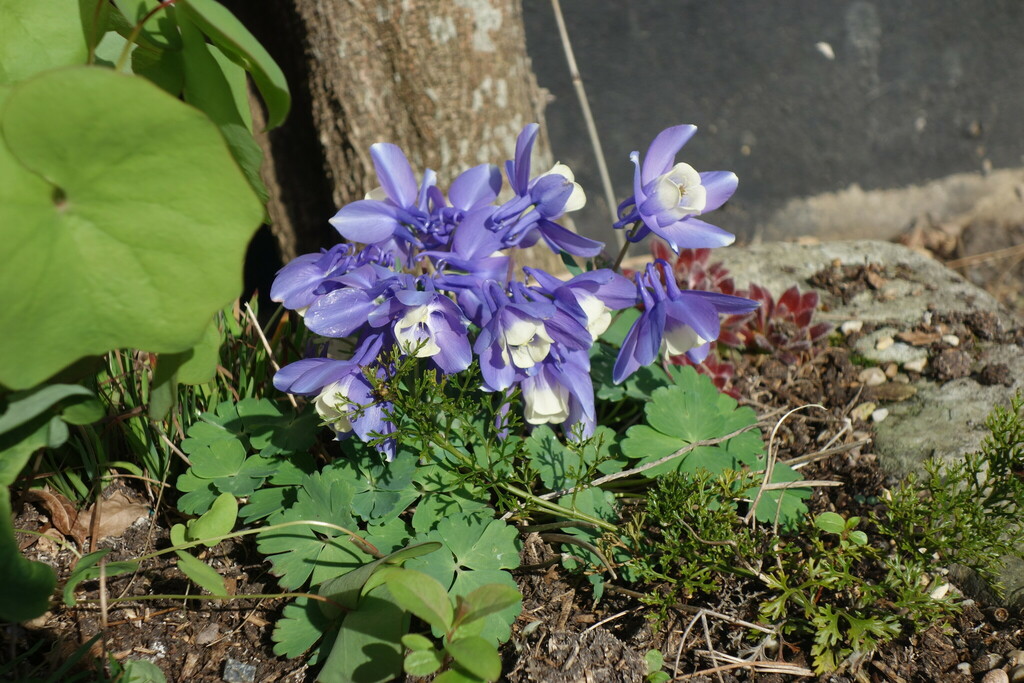 blue columbine from Al Haouz, Morocco on April 6, 2017 at 11:35 AM by J ...