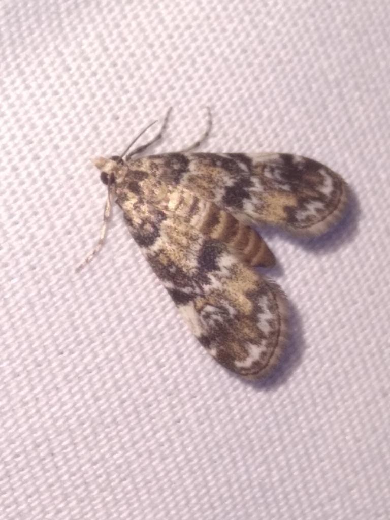 Waterlily Leafcutter Moth from Cleveland County, US-OK, US on July 26 ...