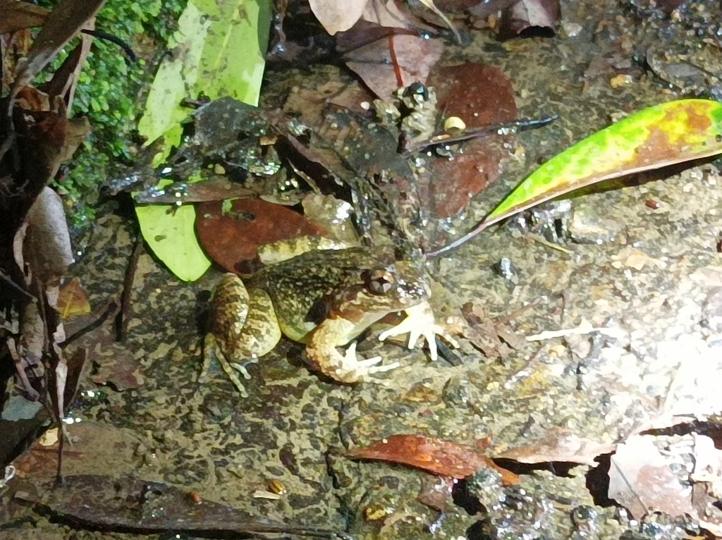 Lesser Spiny Frog from 山頂 on July 9, 2023 at 08:00 PM by Leanne Li ...