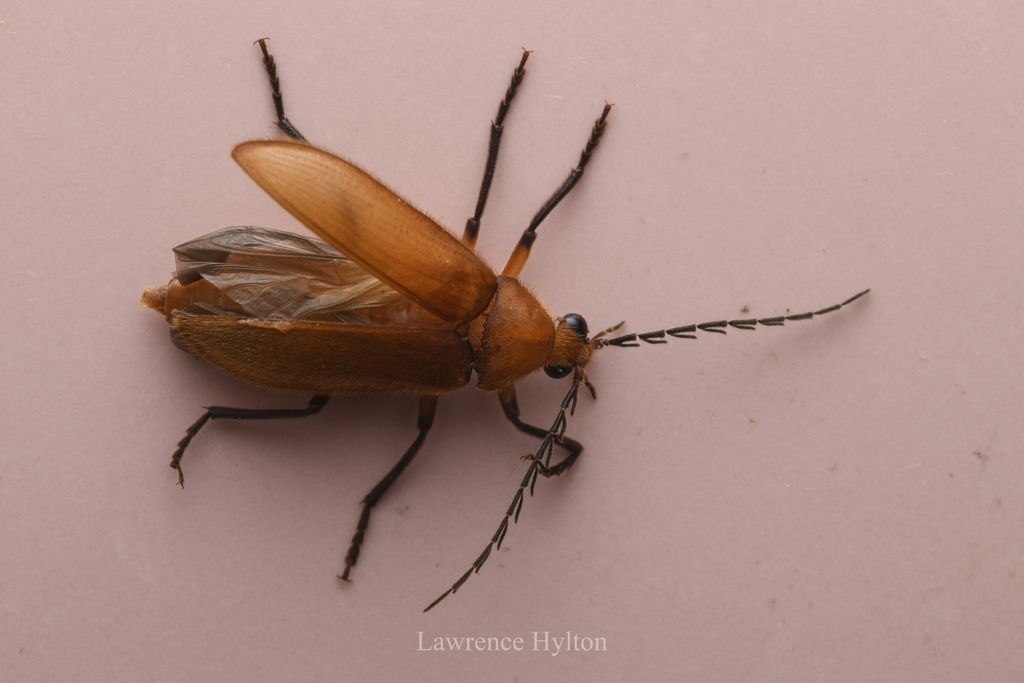 Toe-winged Beetles in May 2023 by Lawrence Hylton · iNaturalist